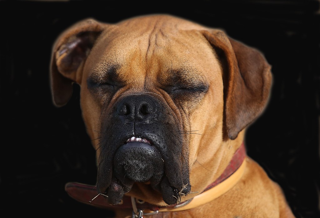 Why Do Dogs Bark at Nothing - Or Are They Sensing Something You Can't ...