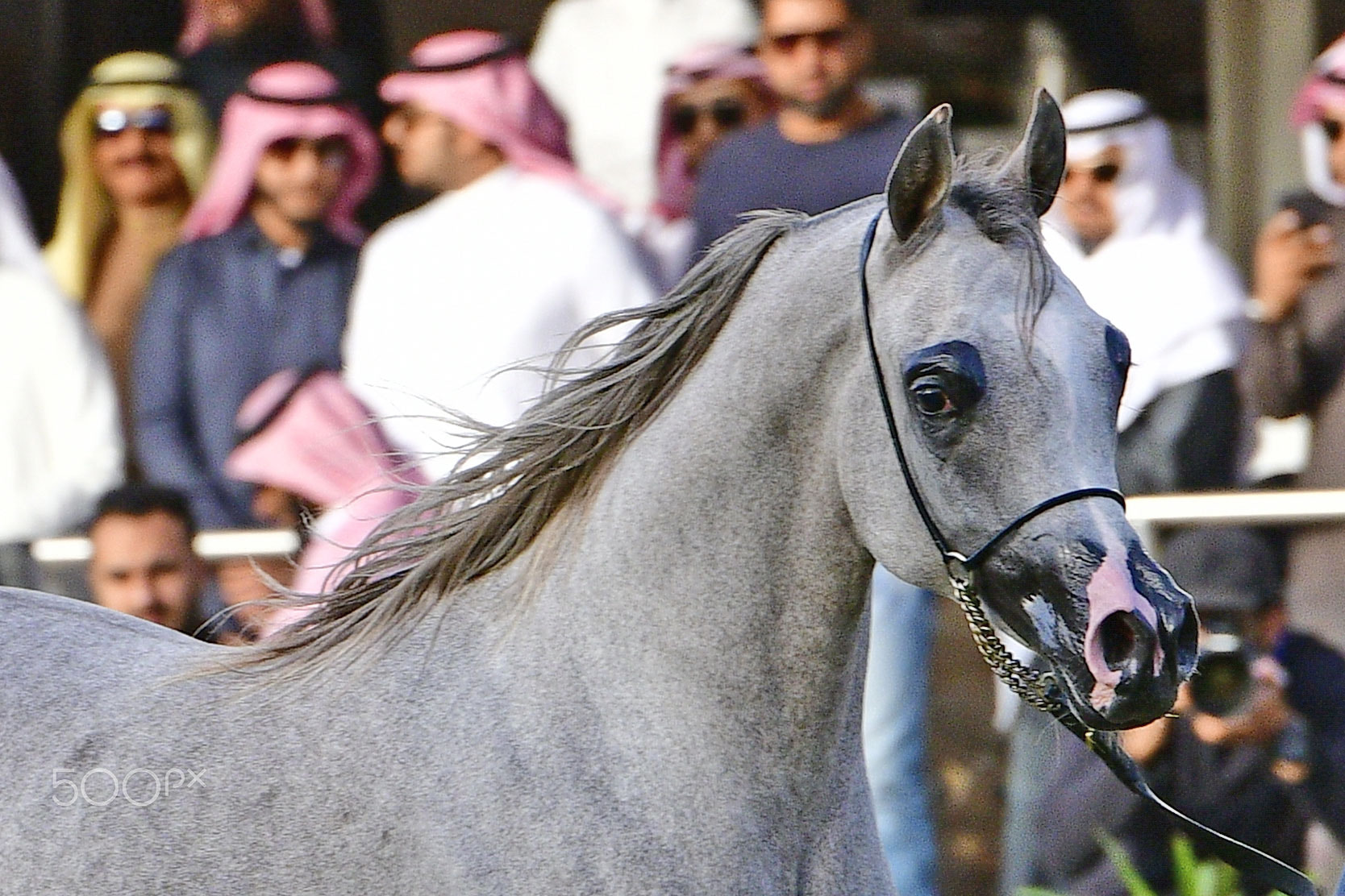 8 Facts about the Majestic Arabian Horse - Doggodigest