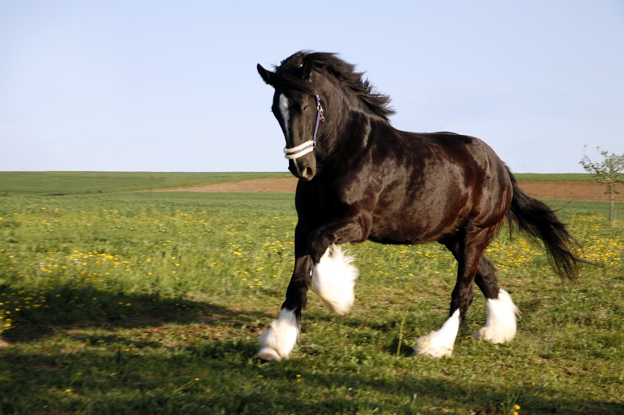 Do Shire Horses Make Good Pets? - Doggodigest