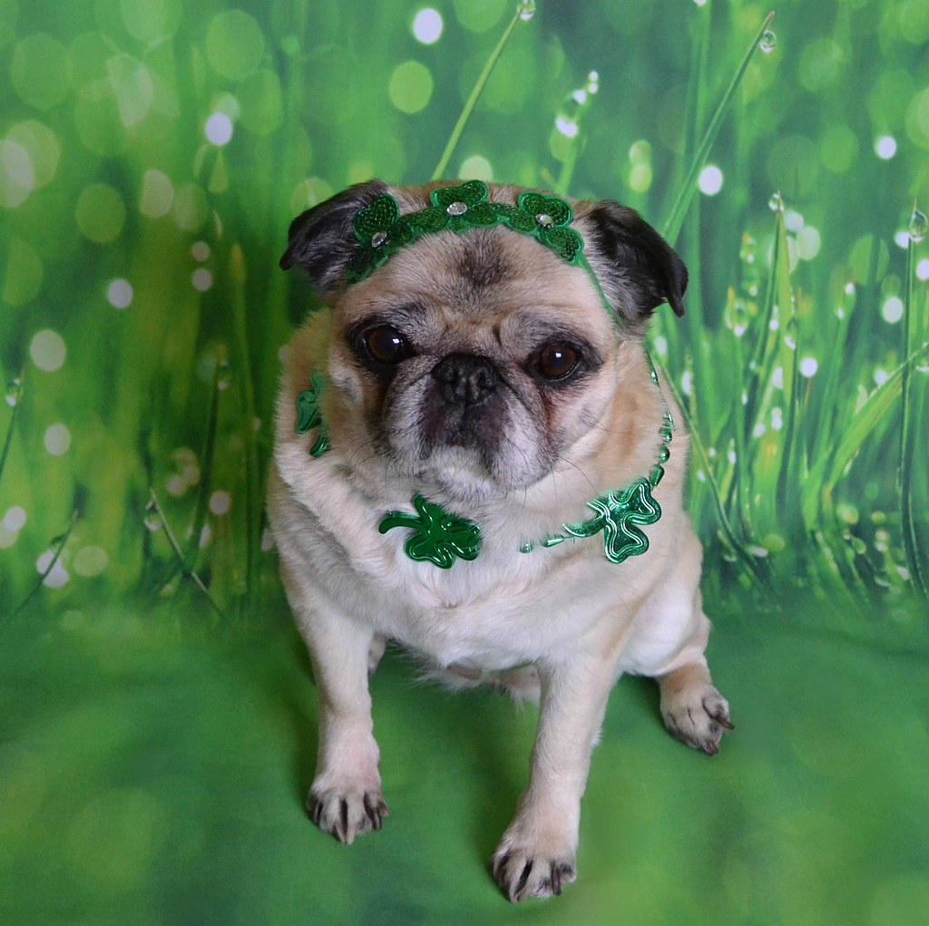 Tiny Toy Dog Breeds Perfect For Introverts - Doggodigest