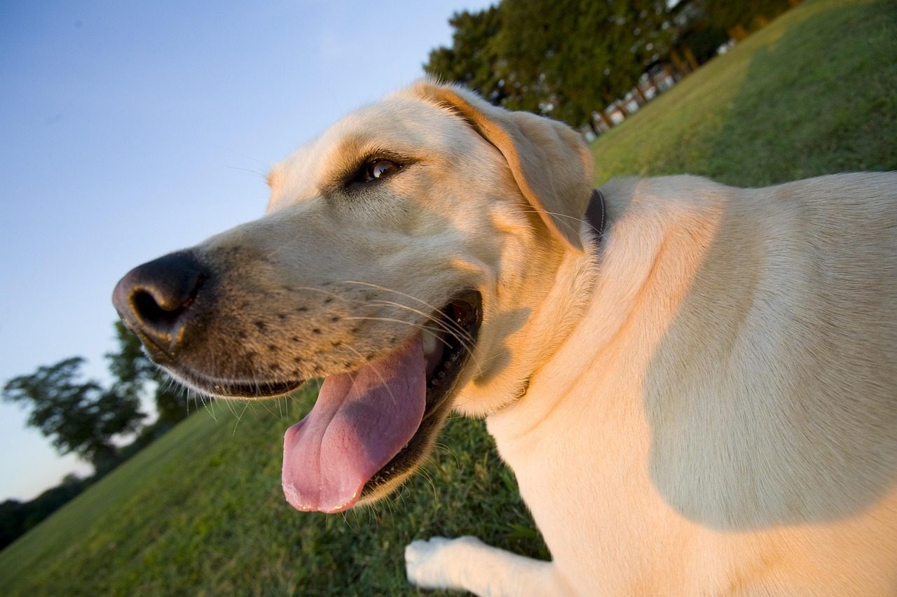 10 Dog Breeds That Are Great for First-Time Owners (and 10 for ...