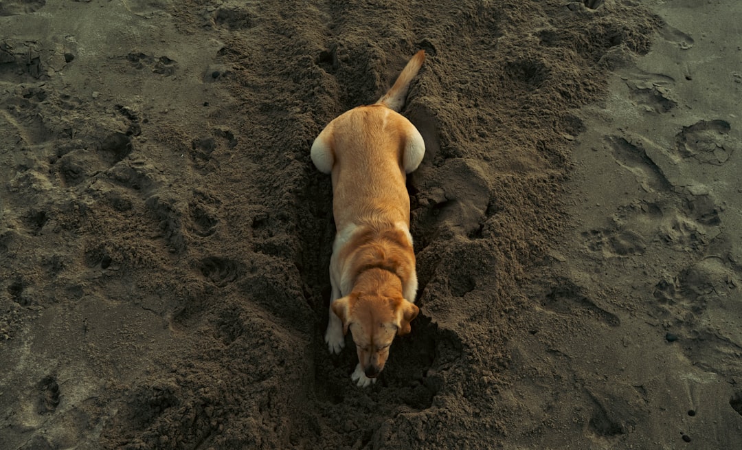 Does Your Dog's Digging Drive You Crazy? - Doggodigest