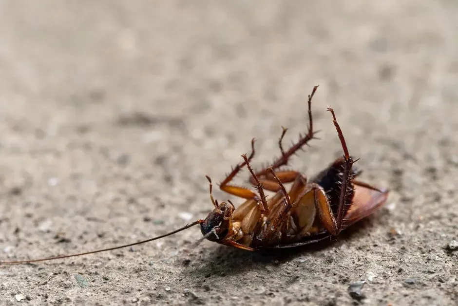 The 7 Ordinary Pests You Cannot Legally Ignore - Even When They Are in ...