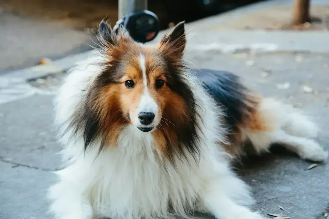 10 TV Dogs From the 1970s Many Pet Owners Watched as Kids - Our ...