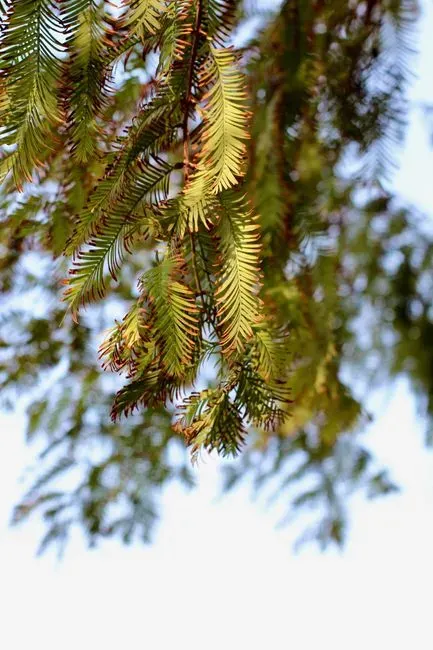 7 Common Trees You Cannot Legally Remove - Even When They Are Growing ...