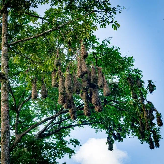7 Common Trees You Cannot Legally Remove - Even When They Are Growing ...