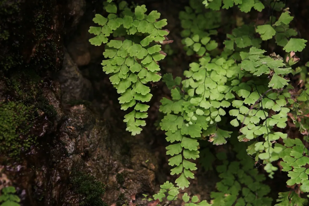 What Your Go-To Fern Says About Your Patience and Attention to Detail ...