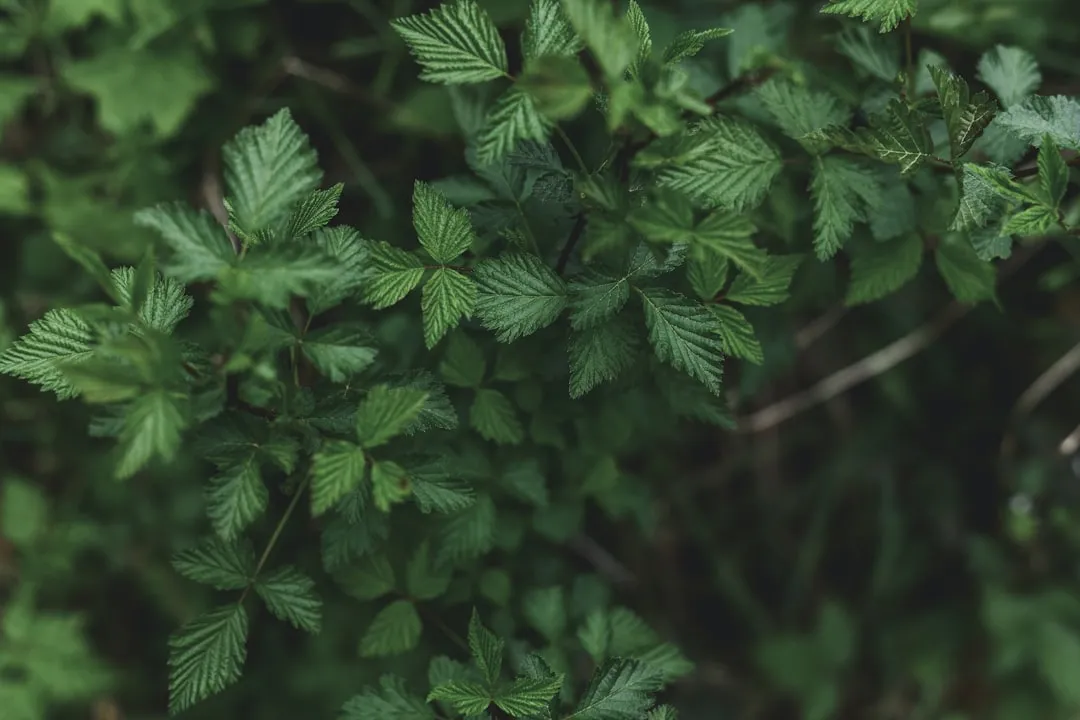 6 Striking Native Shrubs That Provide Crucial Winter Food for Birds ...