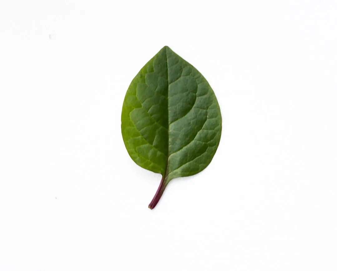 How To Safely Clean Houseplant Leaves To Improve Their Photosynthesis how-to-safely-clean-houseplant-leaves-to-improve-their-photosynthesis