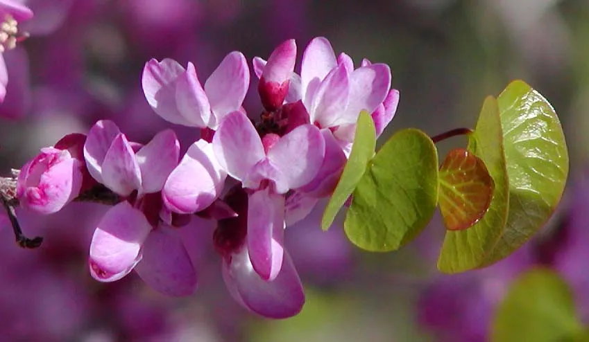 Plant These Vibrant Trees in Your California Garden for the Explosion ...