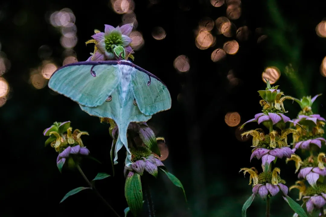 How to Create a Night-Blooming Garden That Attracts Beautiful Native ...