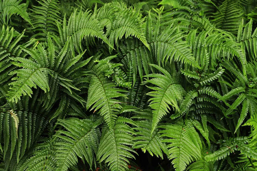 What Your Go-To Fern Says About Your Patience and Attention to Detail ...