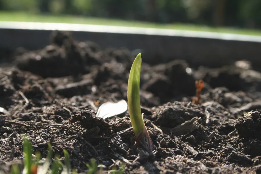 A Beginner's Guide to Successful Leaf Cutting Propagation This Spring ...