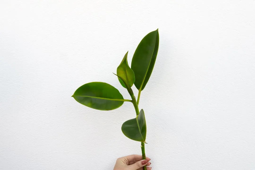 A Beginner's Guide to Successful Leaf Cutting Propagation This Spring ...