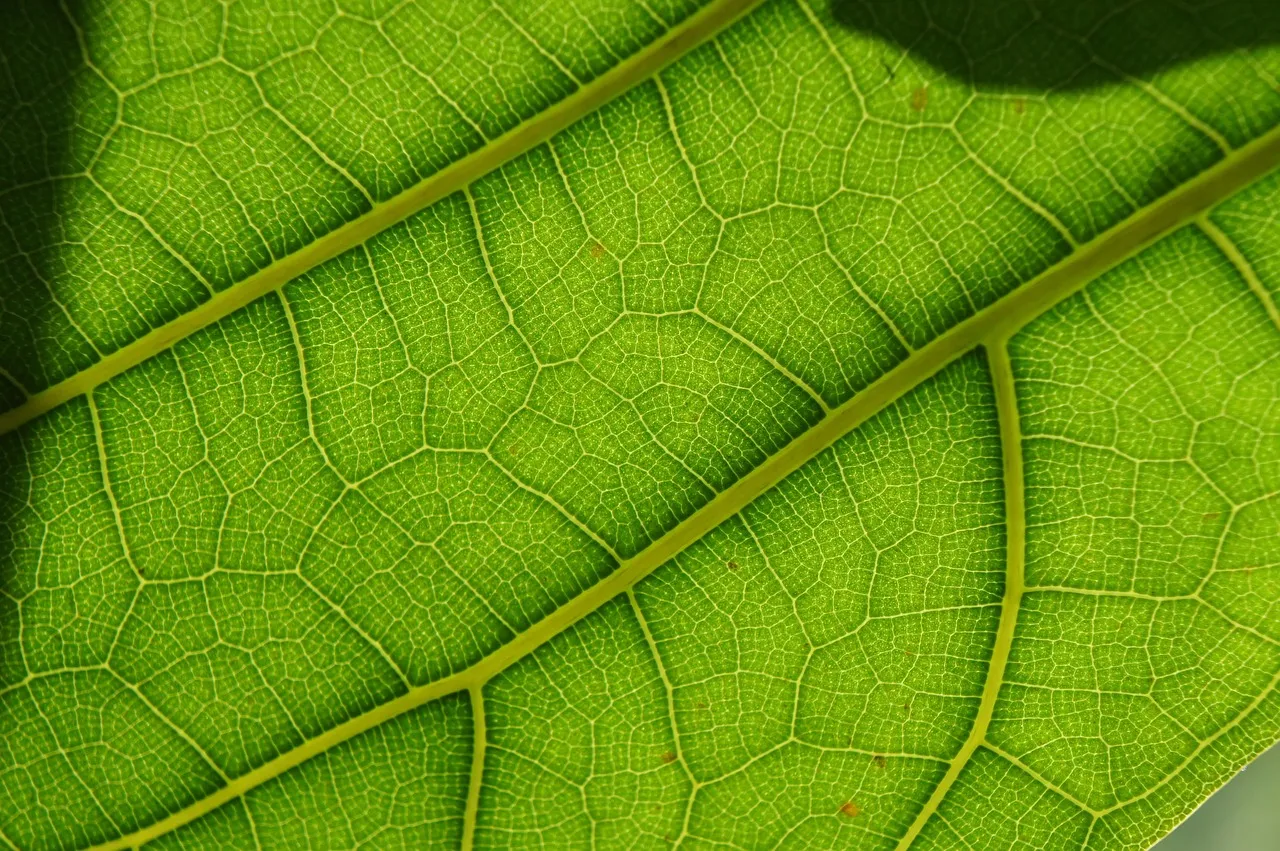 What Your Obsession with Finicky Fiddle Leaf Figs Says About Your ...