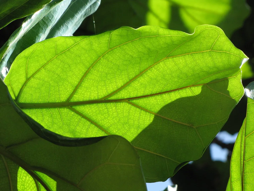 What Your Obsession with Finicky Fiddle Leaf Figs Says About Your ...