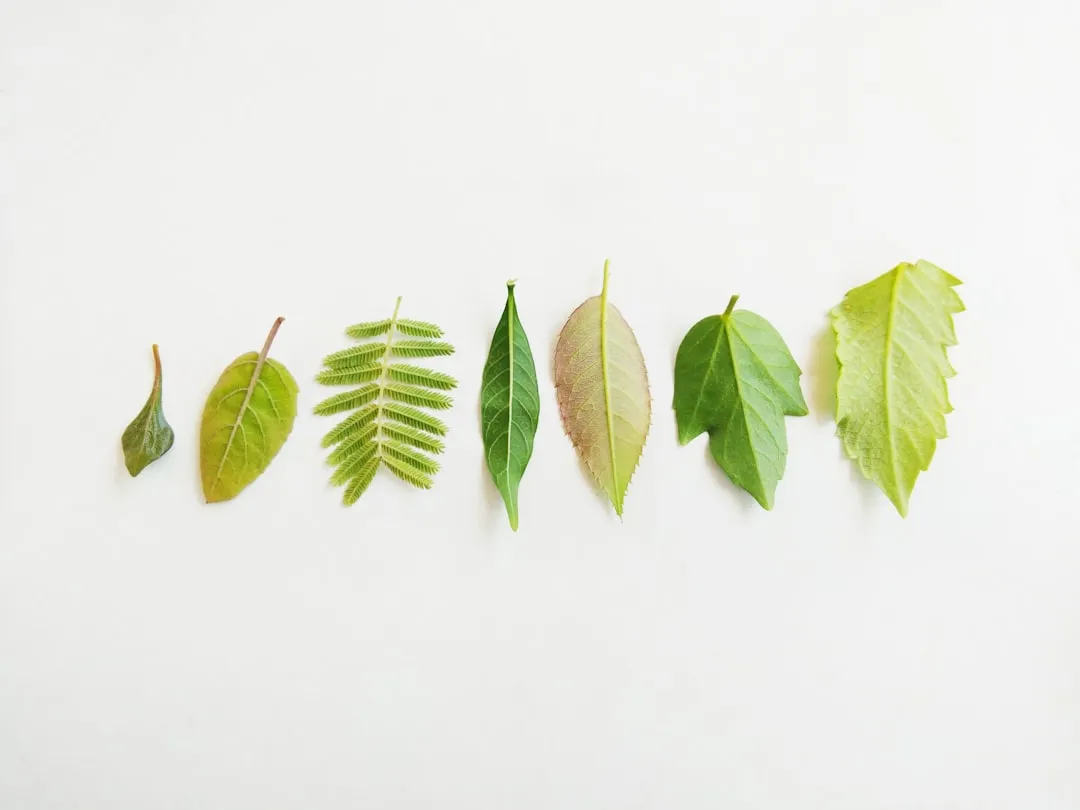 A Beginner's Guide to Successful Leaf Cutting Propagation This Spring ...