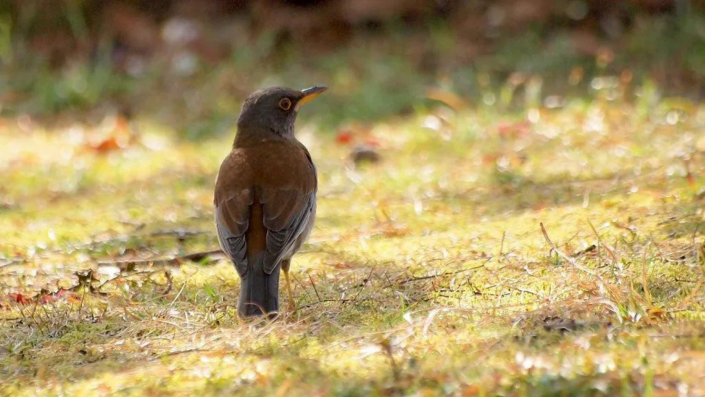 10 Clear Signs Your Garden Soil Is Desperately Missing Organic Matter ...