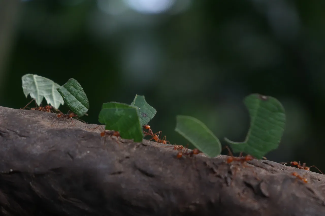 A Beginner's Guide to Successful Leaf Cutting Propagation This Spring ...