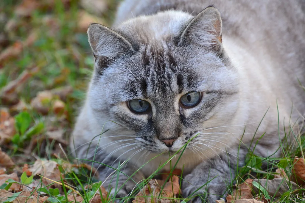 Why Cats Eat Grass and Then Throw It Up - The Garden Magazine