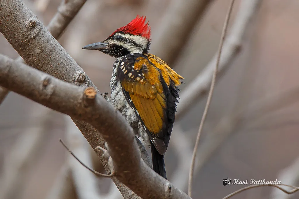 The Invasive Insect Threatening Ash Trees Across the Midwest - And How ...
