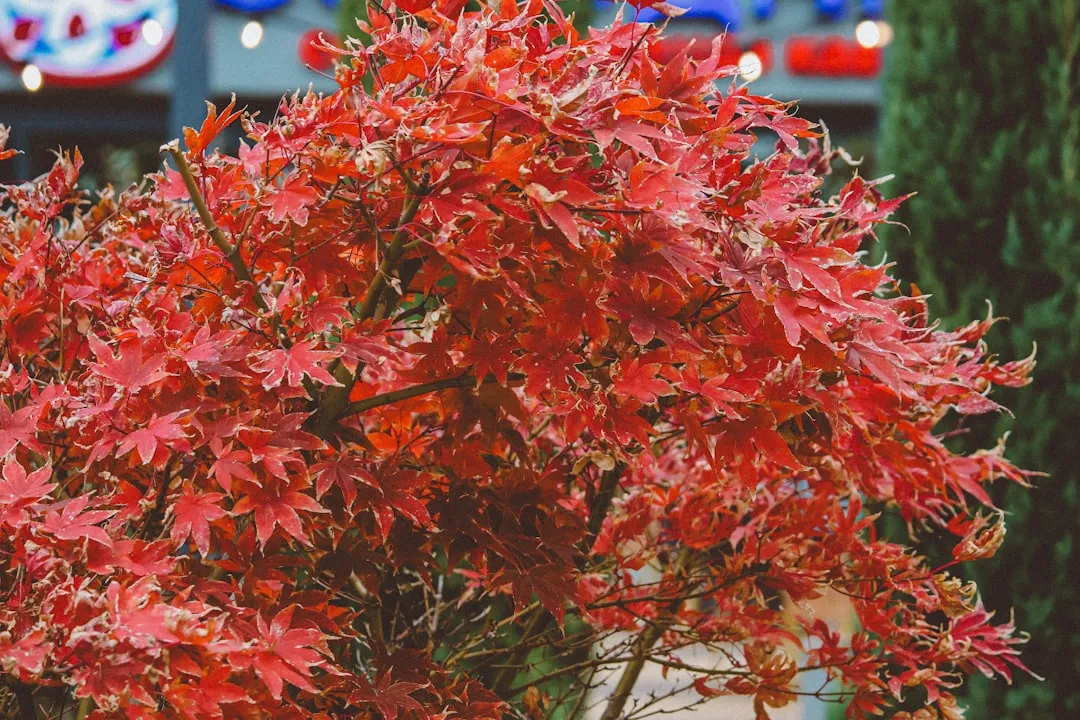 If You Want Your Small-Space Urban Garden to Flourish, Plant These 5 ...