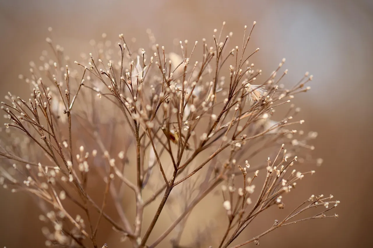 How to Fix Yellowing Leaves on Your Favorite Houseplants - The Garden ...