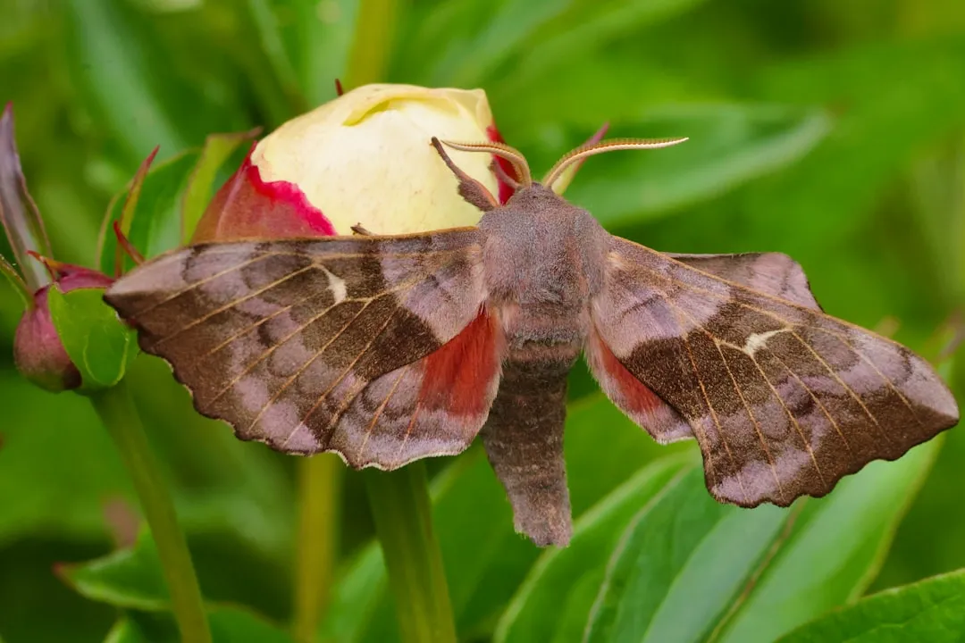 How to Create a Night-Blooming Garden That Attracts Beautiful Native ...