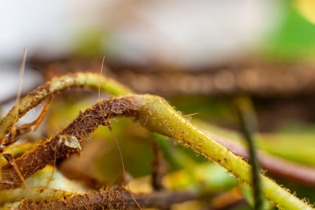 Demystifying Root Rot: How to Spot It and Save Your Plants Before It's ...