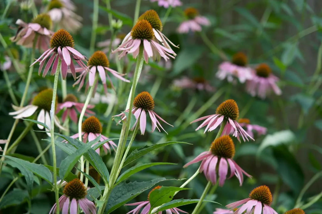 5 Perennial Flowers That Bloom Beautifully From Early Spring Until the ...