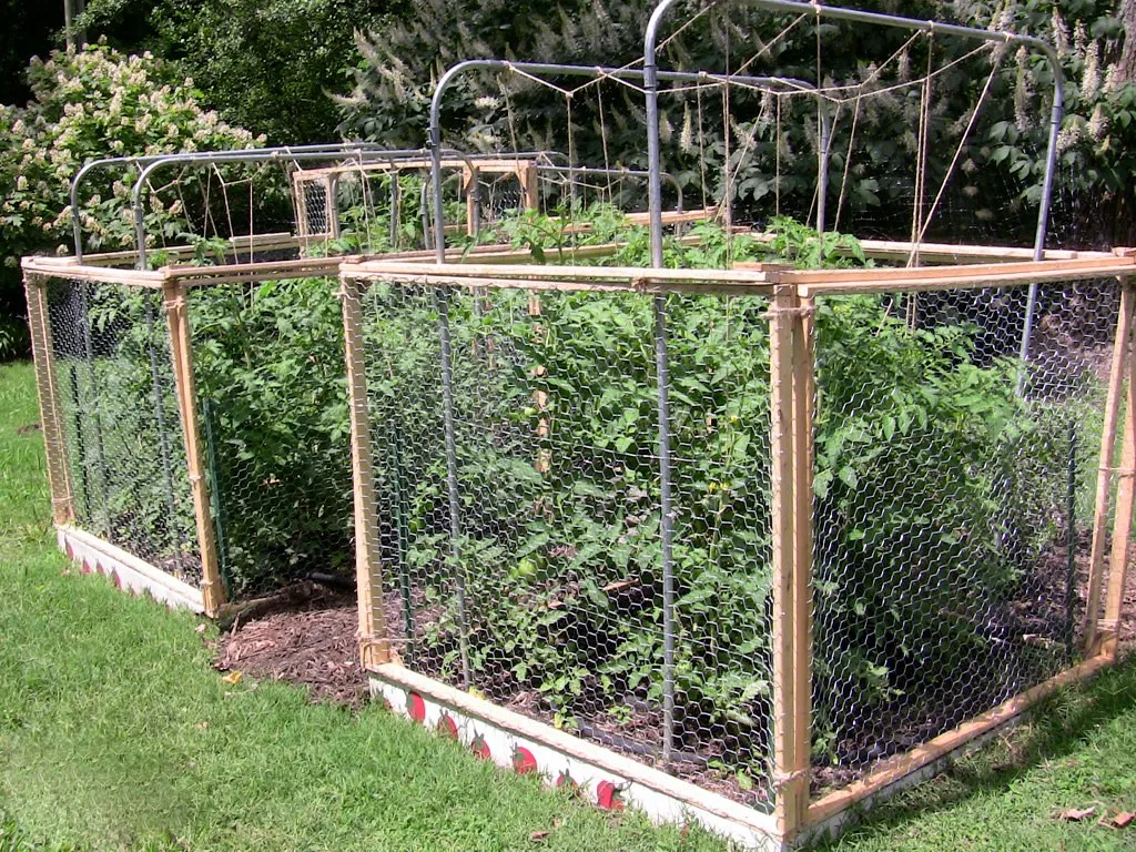 Why Wrapping Your Tomato Cages in Tulle Stops Pests Without Chemicals ...