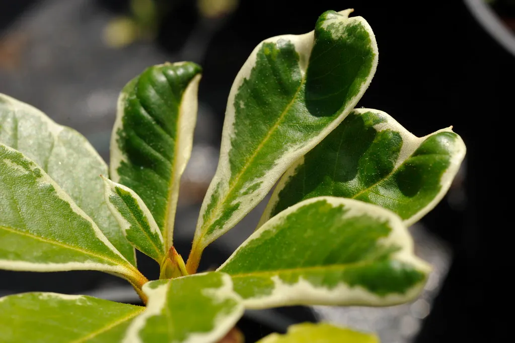 Cult Classics: What Your Love for Rare Variegated Plants Says About You ...