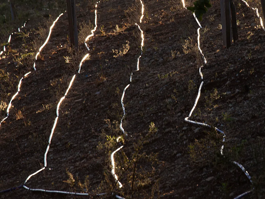 The Strategic Reason to Bury an Empty Wine Bottle in Your Potted Plants ...