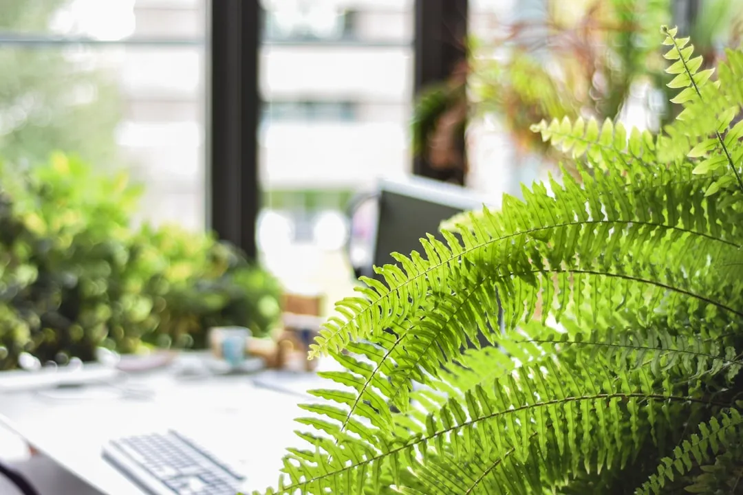 What Your Go-To Fern Says About Your Patience and Attention to Detail ...