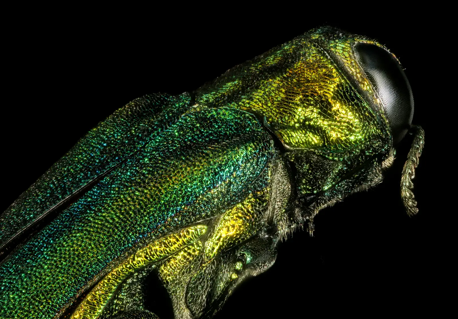 The Invasive Insect Threatening Ash Trees Across the Midwest - And How ...