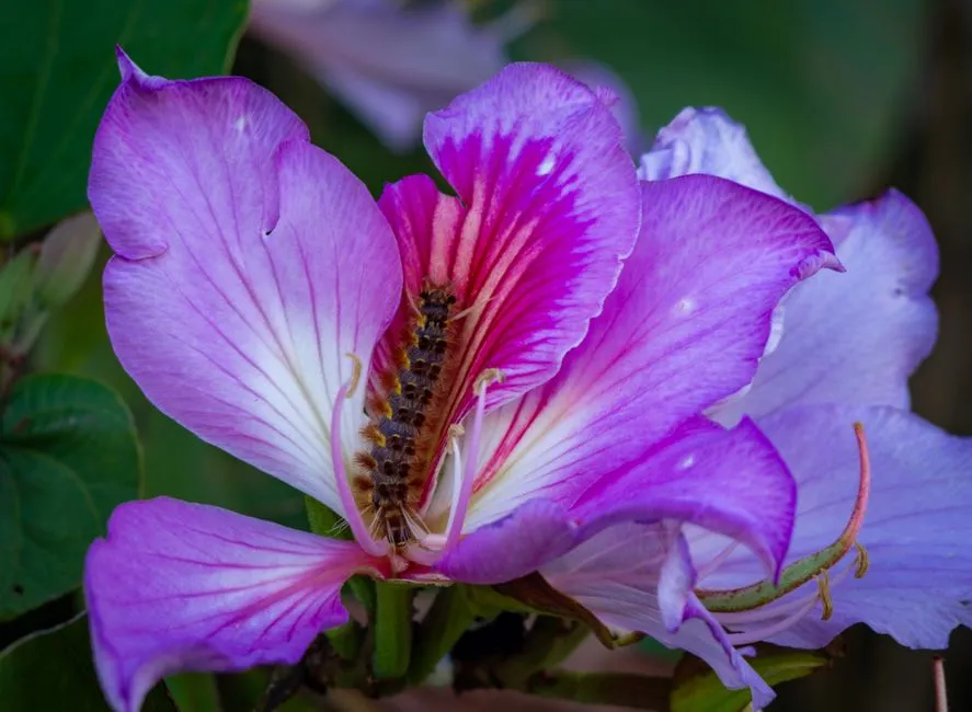 Plant These Vibrant Trees in Your California Garden for the Explosion ...