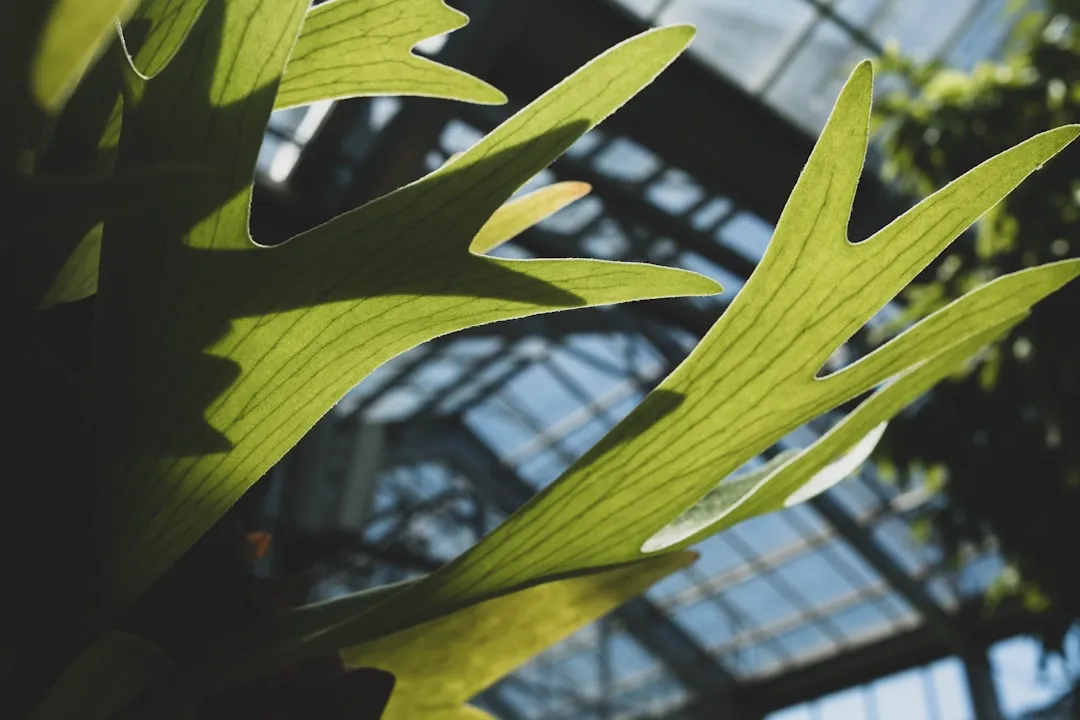 What Your Go-To Fern Says About Your Patience and Attention to Detail ...