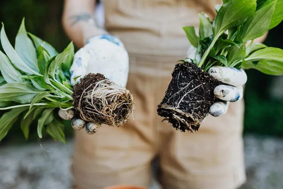 Demystifying Root Rot: How to Spot It and Save Your Plants Before It's ...