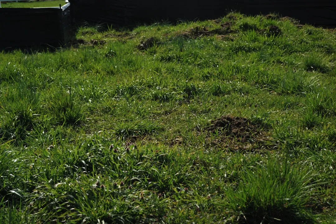 Turn Your Cardboard Delivery Boxes Into a Weed-Free Garden Bed With ...