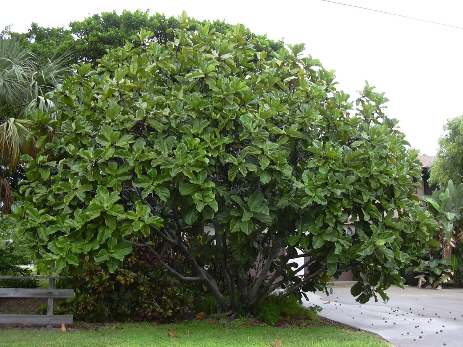 What Your Obsession with Finicky Fiddle Leaf Figs Says About Your ...