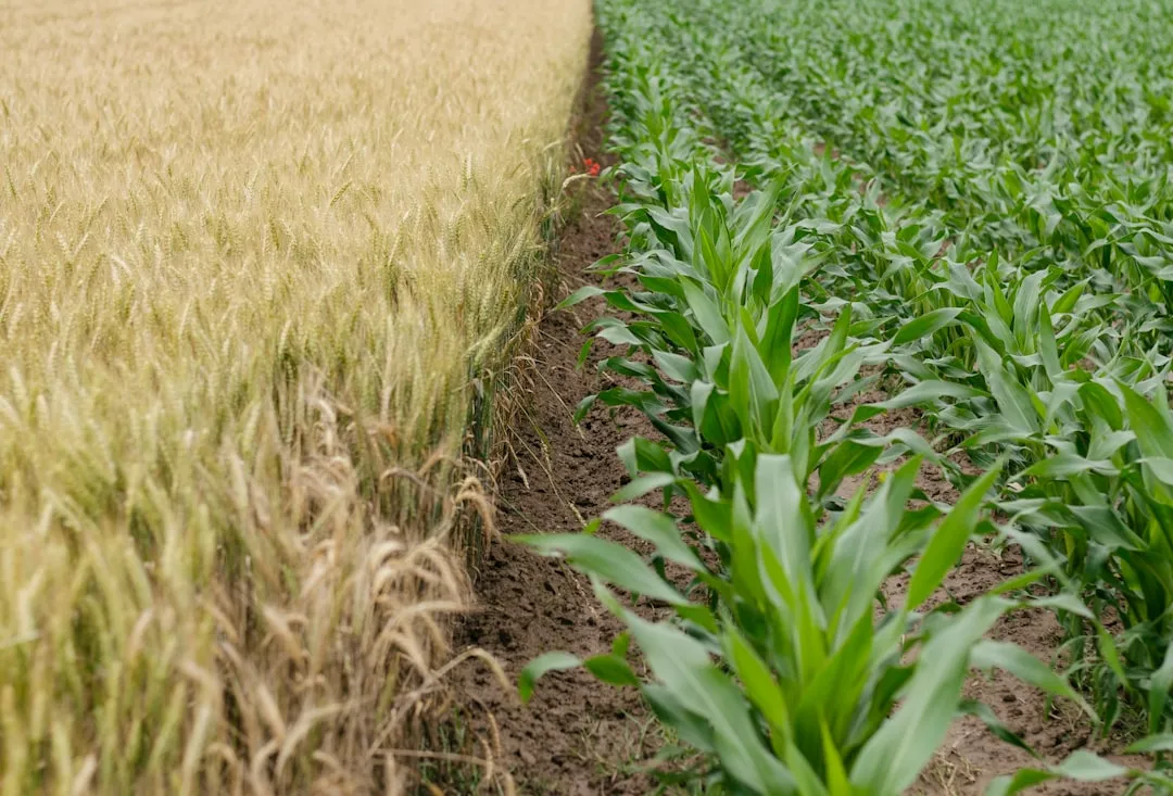 The Windbreak Strategy: Using Shrubbery to Protect Delicate Crops From ...