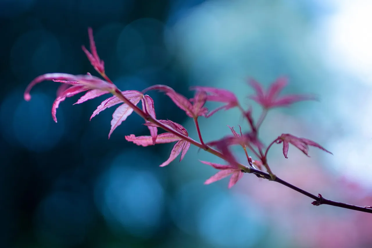 9 Elegant Maples You Can Plant in Your Bay Area Garden for the Dappled ...