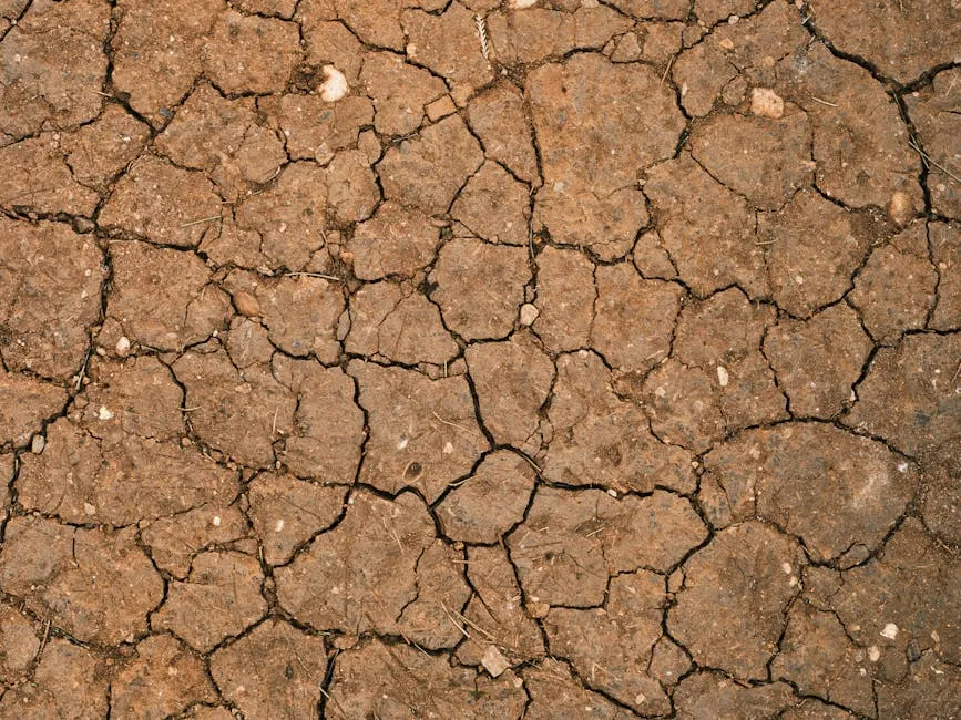 10 Clear Signs Your Garden Soil Is Desperately Missing Organic Matter ...