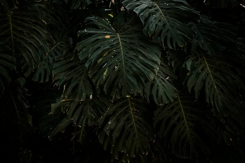 Are You a Monstera or a Pothos? What Your Plant Preferences Say About ...