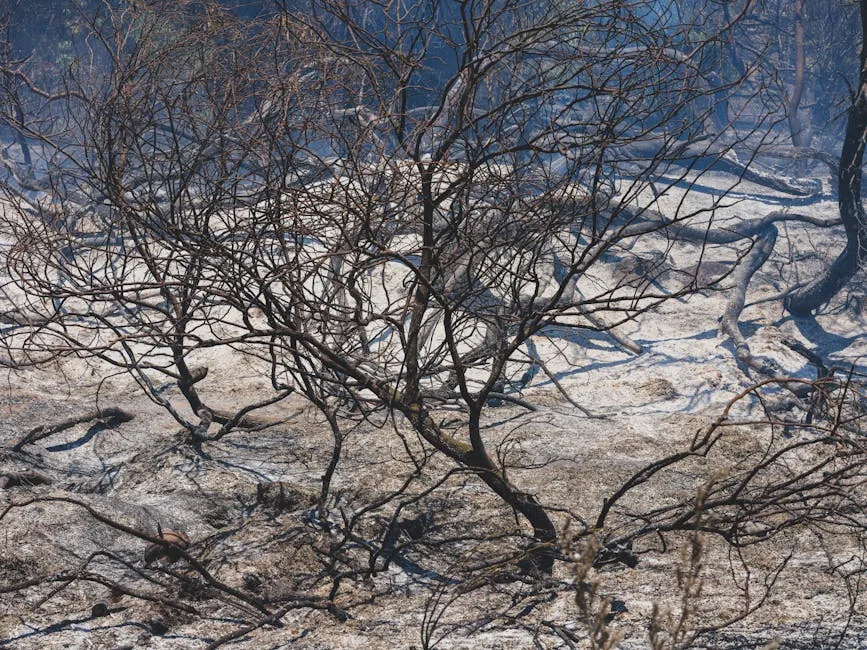 The Invasive Insect Threatening Ash Trees Across the Midwest - And How ...