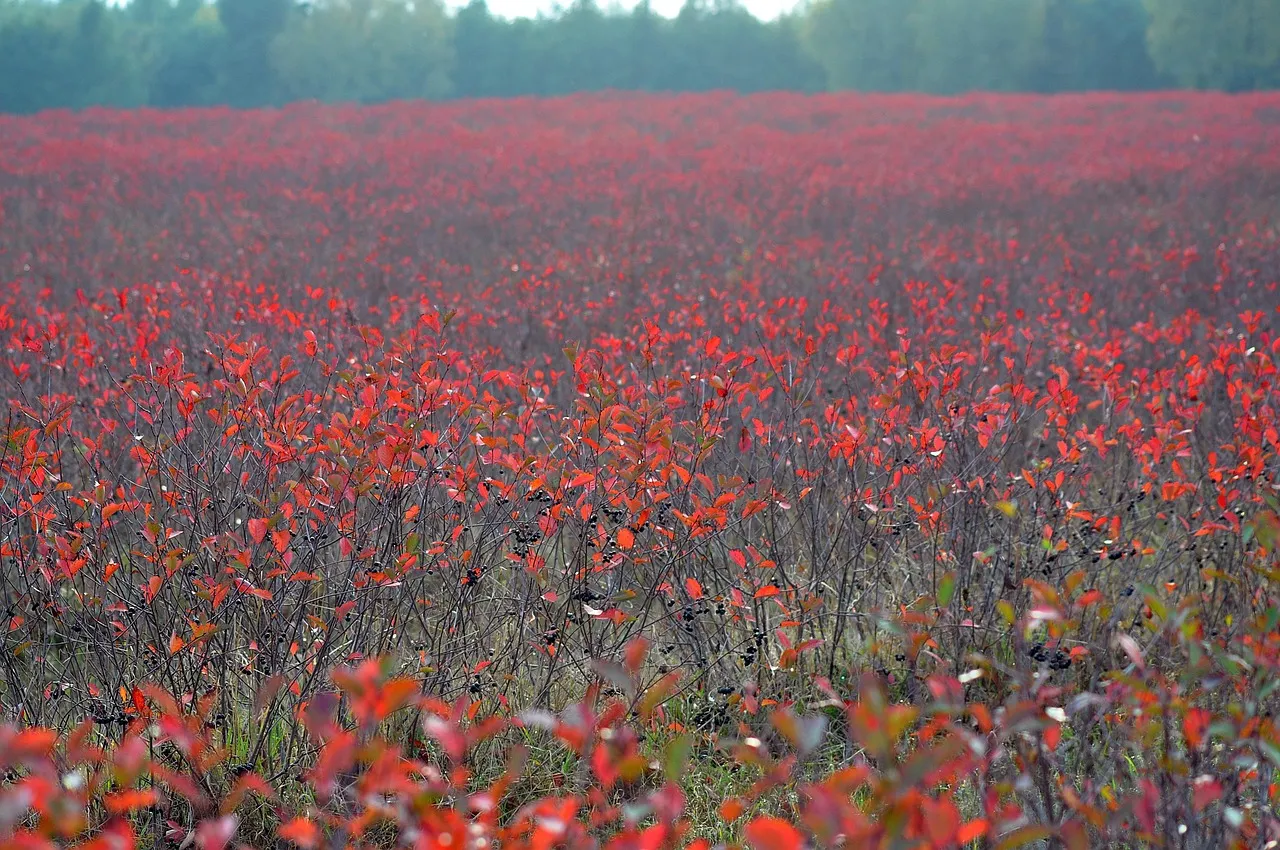 6 Striking Native Shrubs That Provide Crucial Winter Food for Birds ...