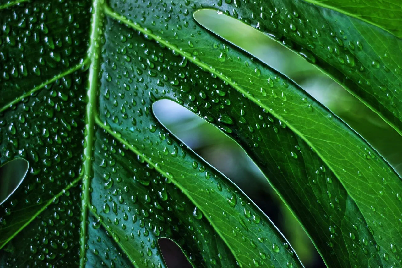 Are You a Monstera or a Pothos? What Your Plant Preferences Say About ...