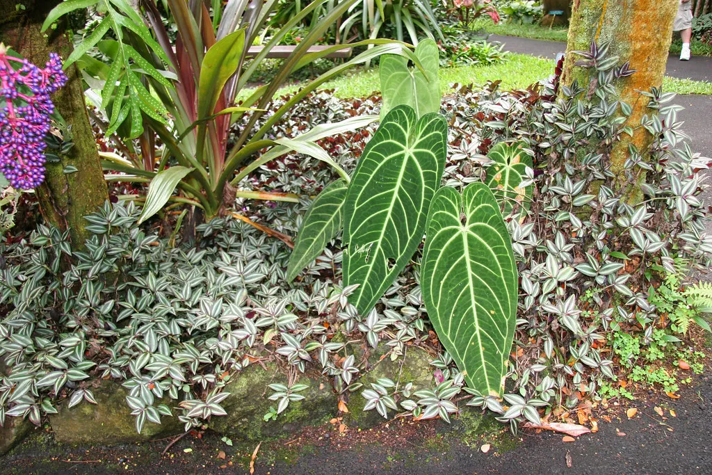 Cult Classics: What Your Love for Rare Variegated Plants Says About You ...