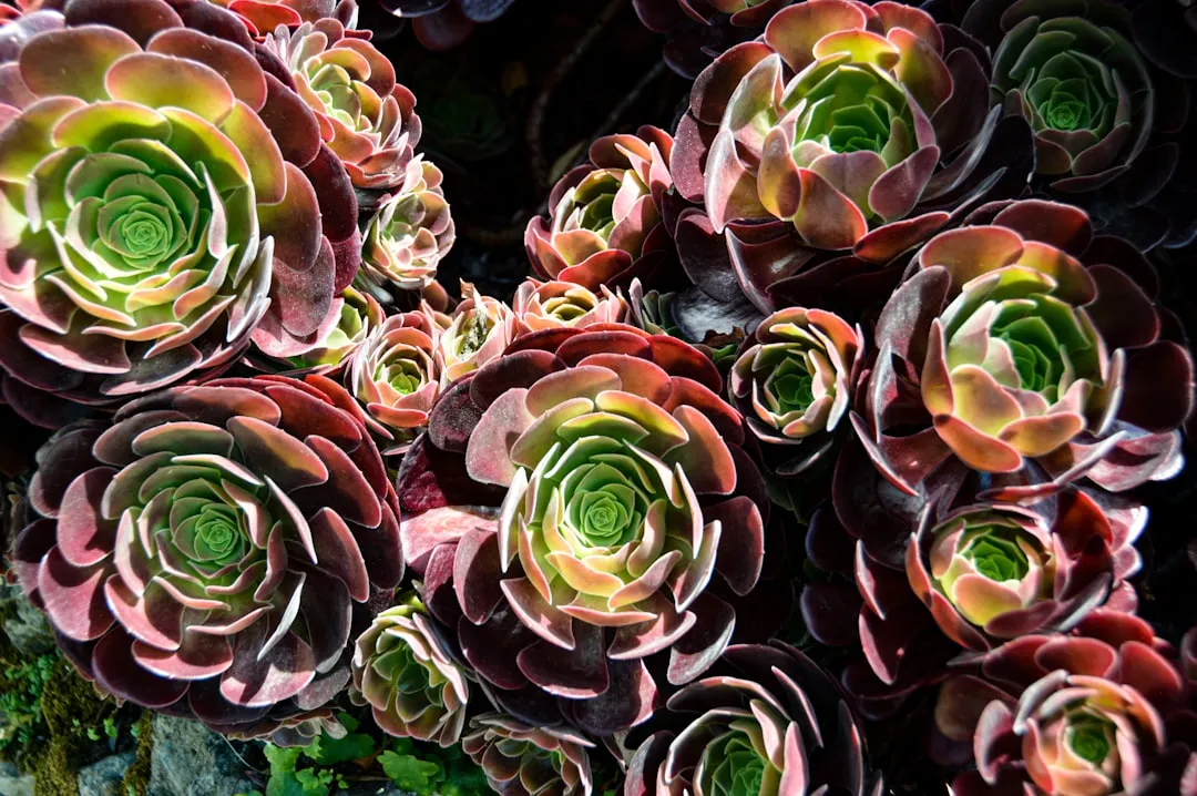 If You Want Your Low-Water LA Garden to Flourish, Plant These 5 ...