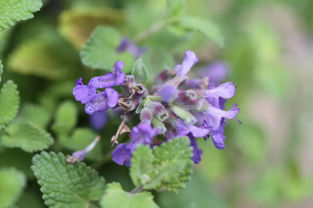 5 Perennial Flowers That Bloom Beautifully From Early Spring Until the ...